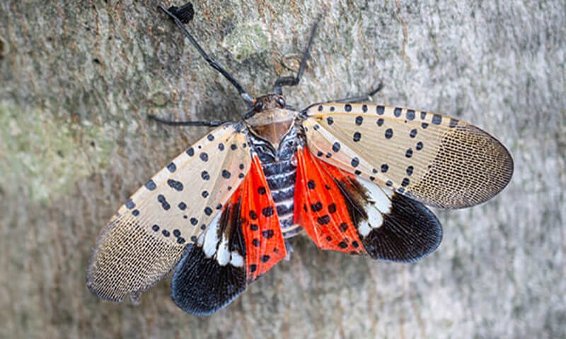 Spotted Lanternfly On The Move Finger Lakes Prism