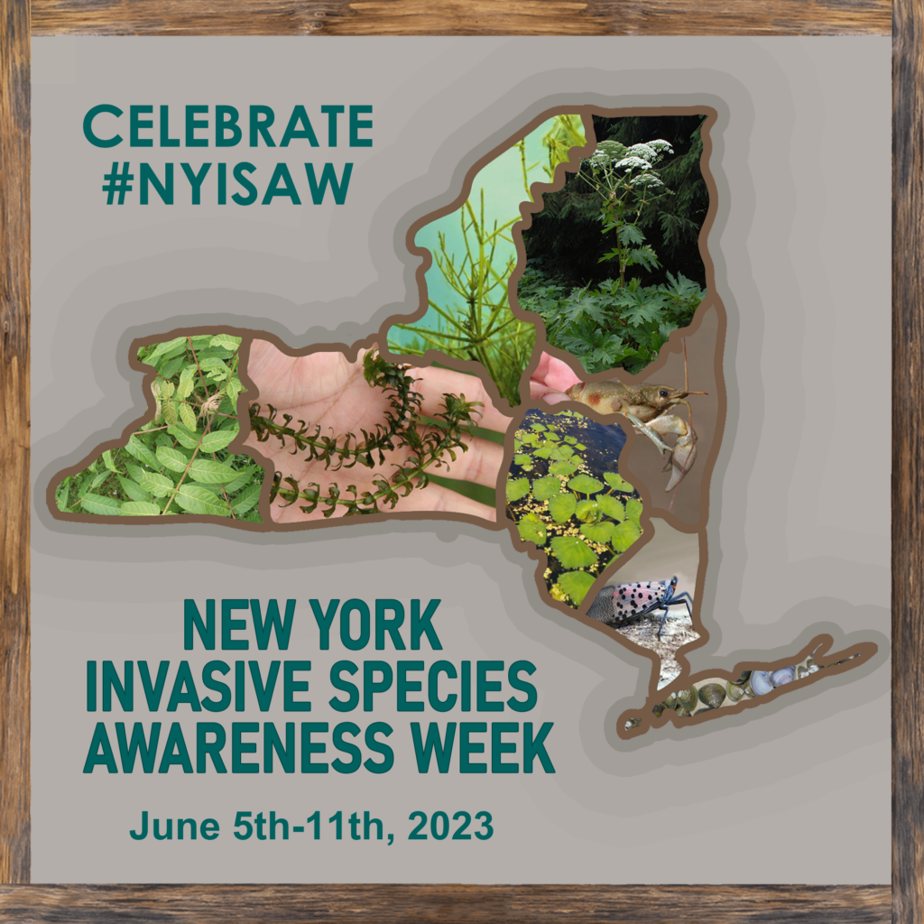 New York Invasive Species Awareness Week! (June 5th-June11th) : Finger ...